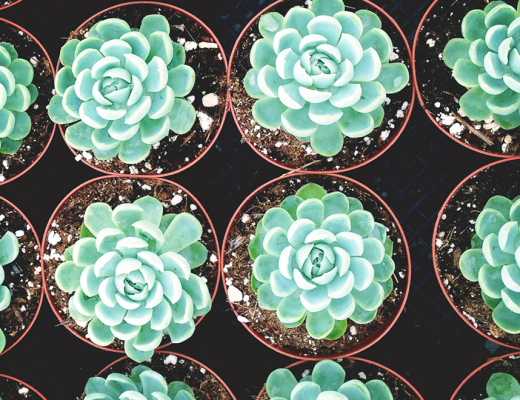 Three Fun Science Experiments Using Flowers | Bouqs Blog