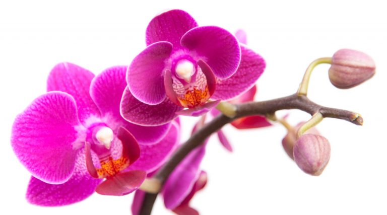 The Best Office Plants & Flowers | Bouqs Blog