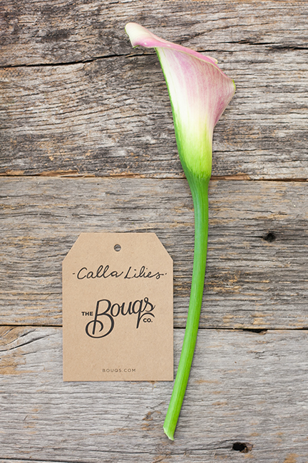 Calla Lily Meaning and Symbolism | Bouqs Blog
