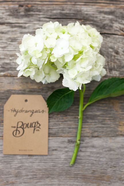 Flower Care Guide: Hydrangea Bouquets | Bouqs Blog