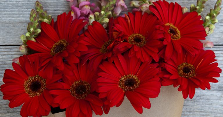 8 Fun Facts About Daisies You Didn't Know | Bouqs Blog