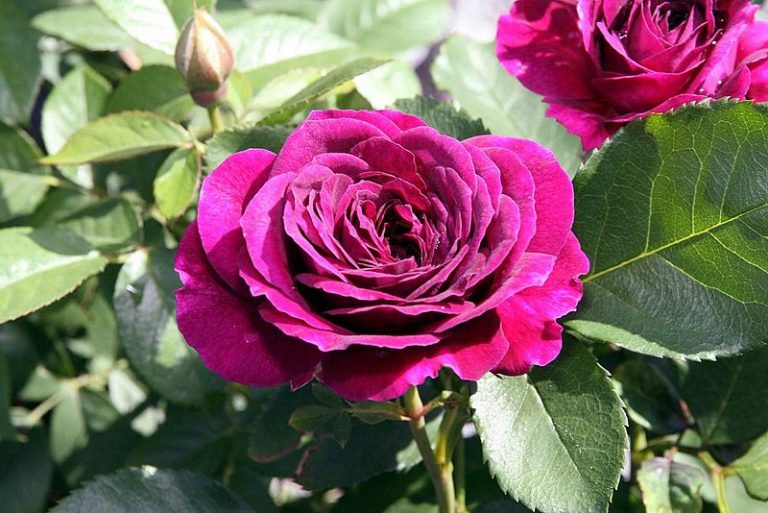 15 Types of Roses: Unique Roses for Your Garden | Bouqs Blog