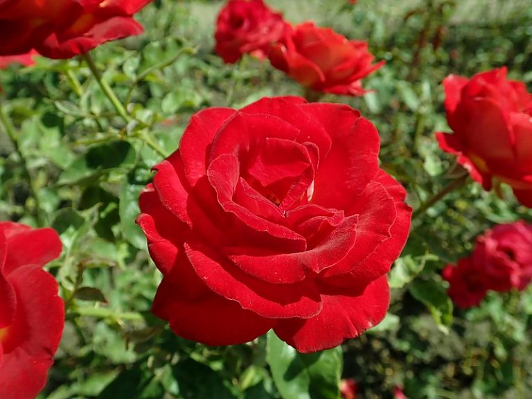 15 Types of Roses: Unique Roses for Your Garden | Bouqs Blog