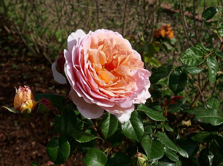 15 Types of Roses: Unique Roses for Your Garden | Bouqs Blog
