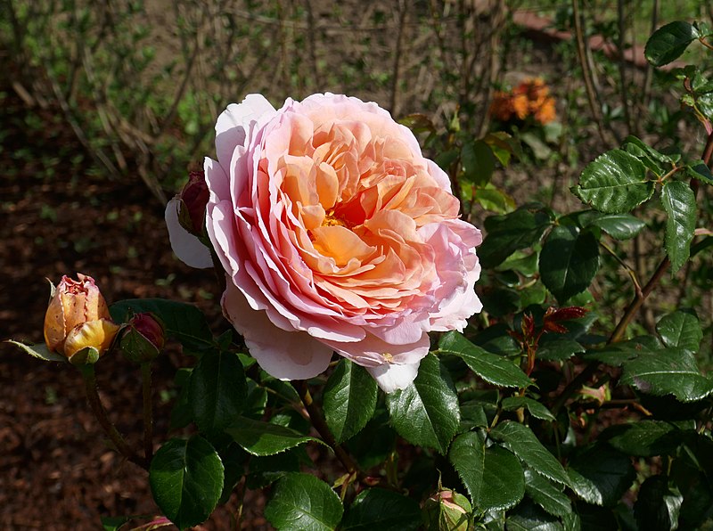 15 Types of Roses: Unique Roses for Your Garden | Bouqs Blog
