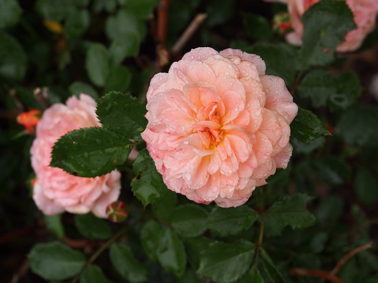 15 Types of Roses: Unique Roses for Your Garden | Bouqs Blog