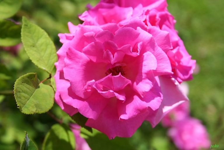 15 Types of Roses: Unique Roses for Your Garden | Bouqs Blog