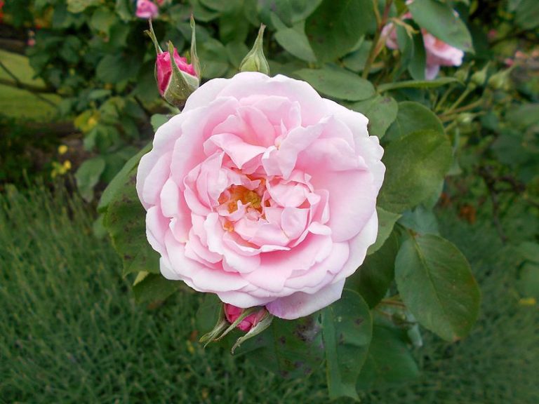 15 Types of Roses: Unique Roses for Your Garden | Bouqs Blog