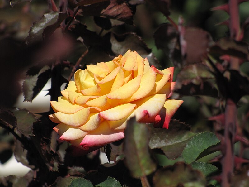 15 Types of Roses: Unique Roses for Your Garden | Bouqs Blog