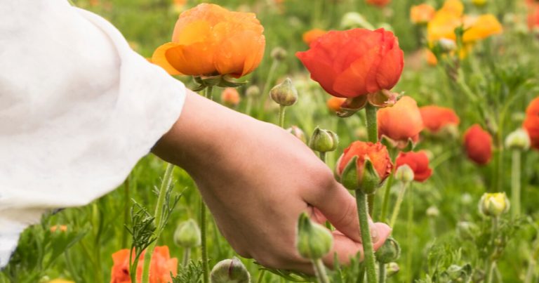 DIY: Making Natural Inks from Flowers | Bouqs Blog