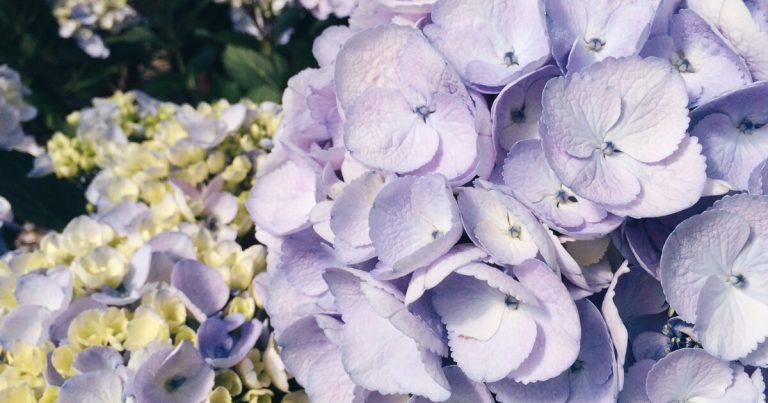 Fun Facts About Hydrangeas: Meaning & Symbolism | Bouqs Blog