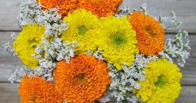 October Birth Flowers and Their Symbolism | Bouqs Blog