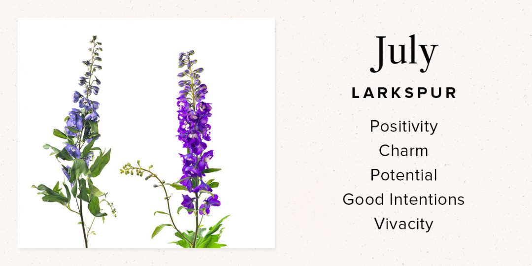 Your Birth Month Flower and What It Means | Bouqs Blog