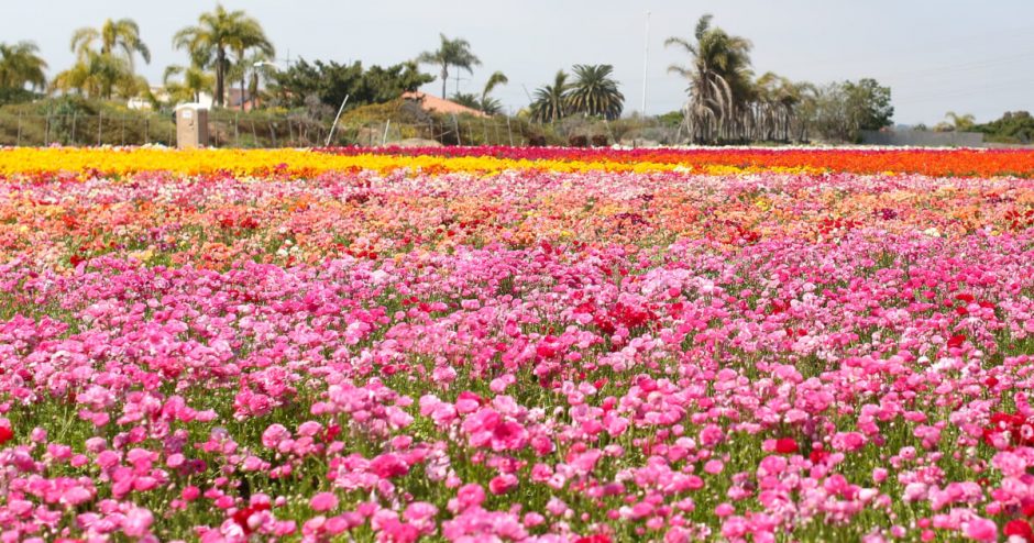 Best Spring Flower Fields to Visit in the U.S. | Bouqs Blog