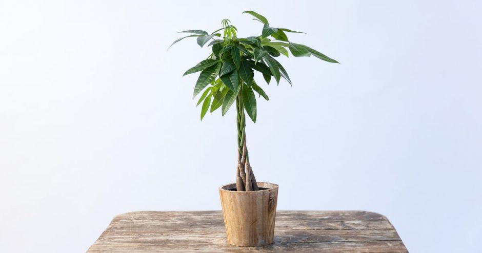 The Best Flower Trees to Plant in Your Garden | Bouqs Blog