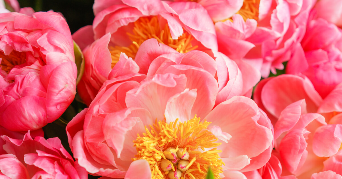 Coral Flowers: Pantone Color of the Year 2019 | Bouqs Blog