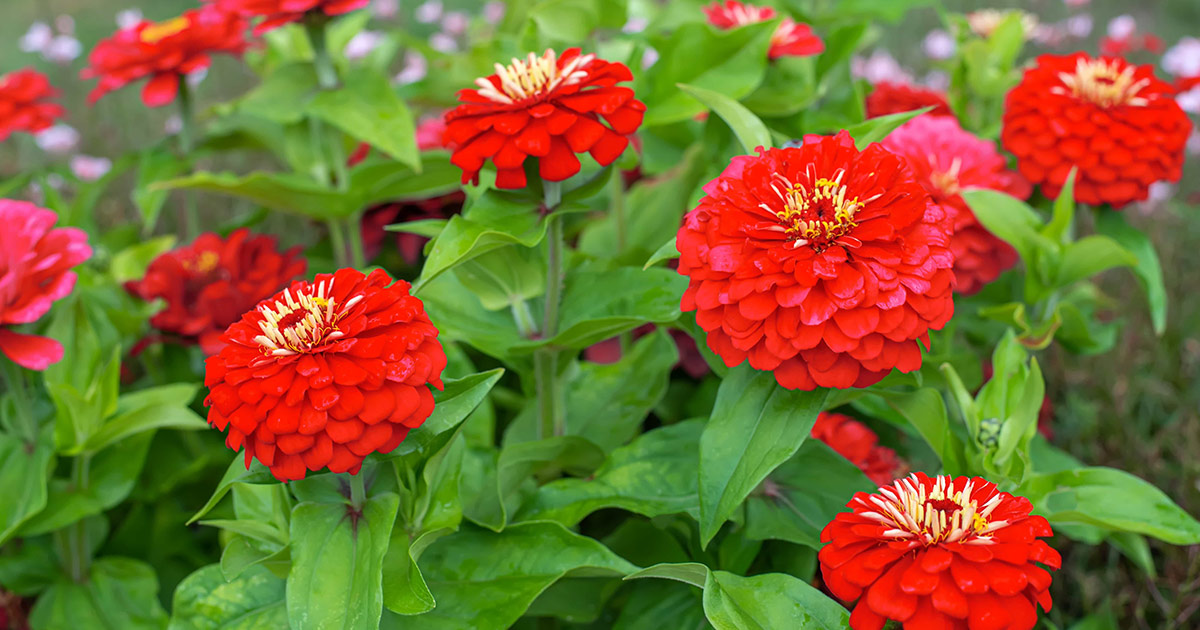 28 Varieties of Red Flowers: Images & Info | Bouqs Blog
