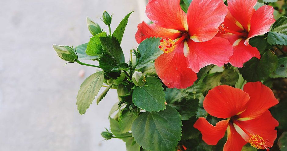 Top 40 Summer Flowers for the Garden or Home | Bouqs Blog