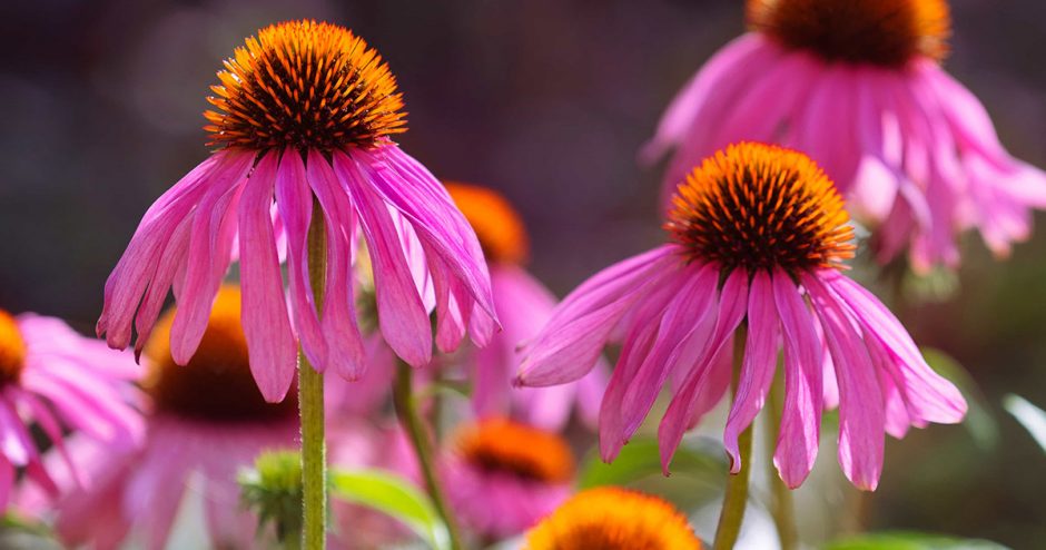 Top 40 Summer Flowers for the Garden or Home | Bouqs Blog