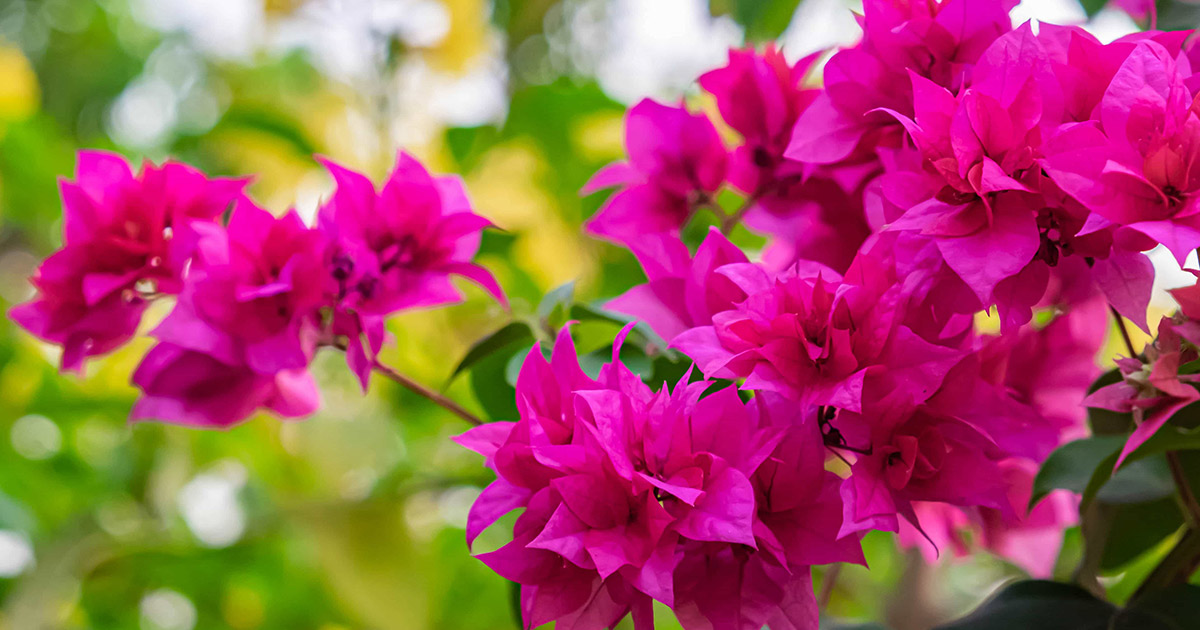 Top 40 Summer Flowers for the Garden or Home | Bouqs Blog