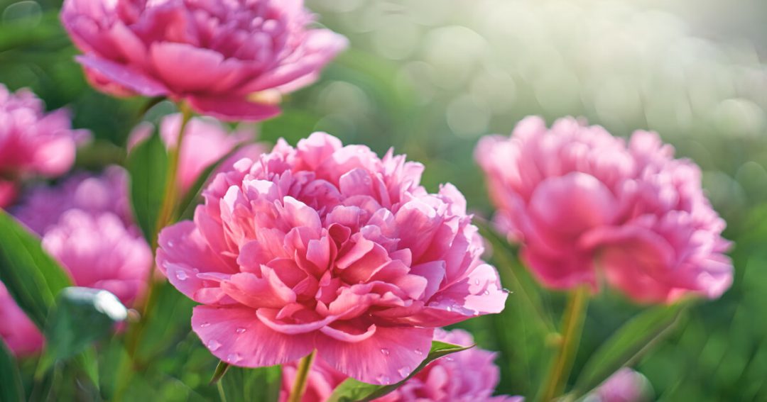 Top 40 Summer Flowers for the Garden or Home | Bouqs Blog