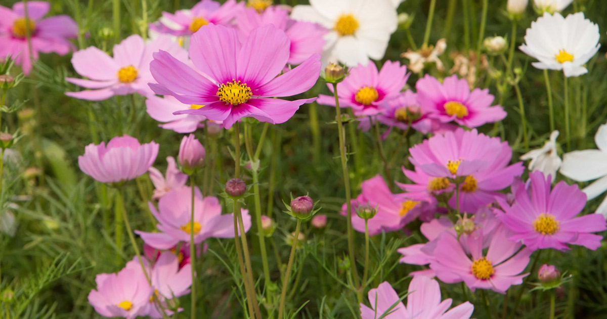 90+ Types of Flowers: Flower Names & Photos | Bouqs Blog