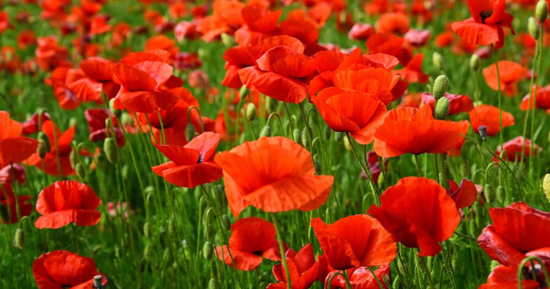 August Birth Flowers: Gladiolus and Poppy | Bouqs Blog