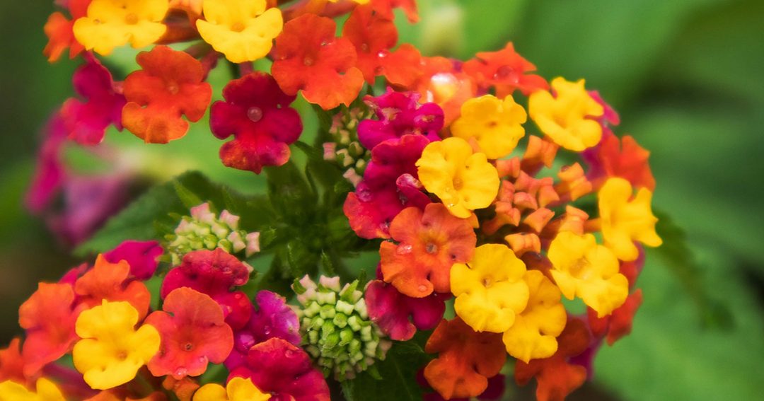 Top 40 Summer Flowers for the Garden or Home | Bouqs Blog