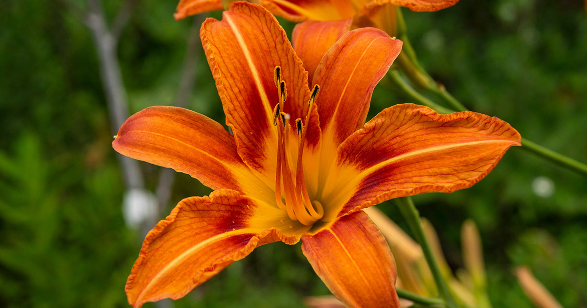 Top 40 Summer Flowers for the Garden or Home | Bouqs Blog