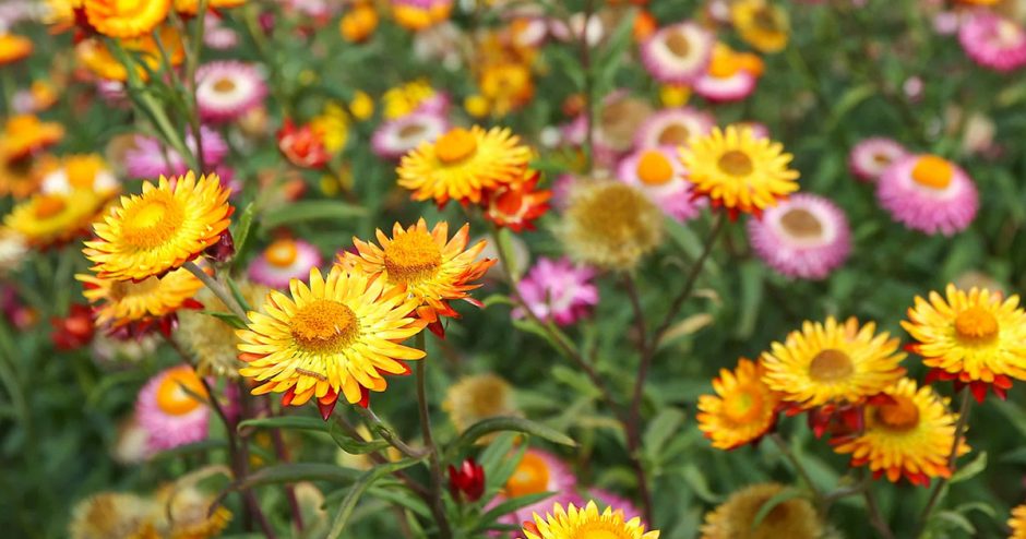 Best Summer Flowers for Any Home or Garden | Bouqs Blog