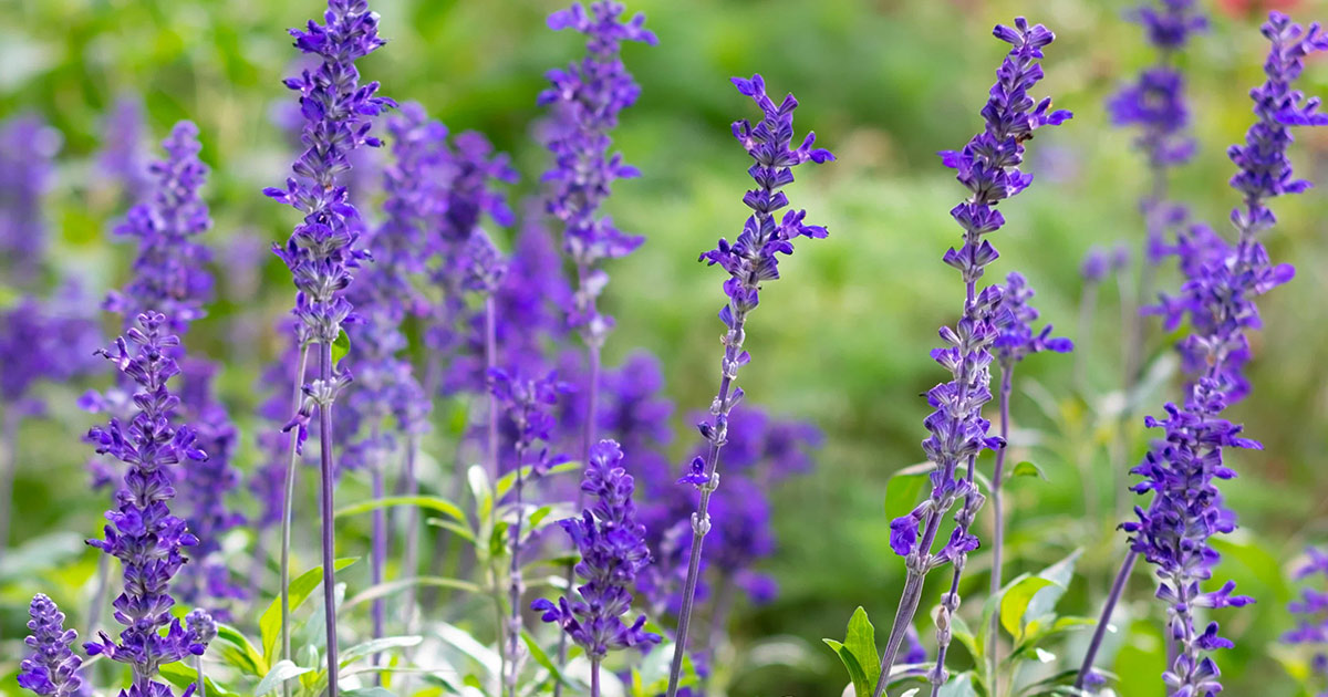 Best Summer Flowers for Any Home or Garden | Bouqs Blog