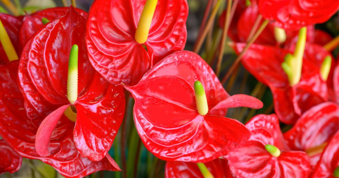 Top 40 Summer Flowers for the Garden or Home | Bouqs Blog