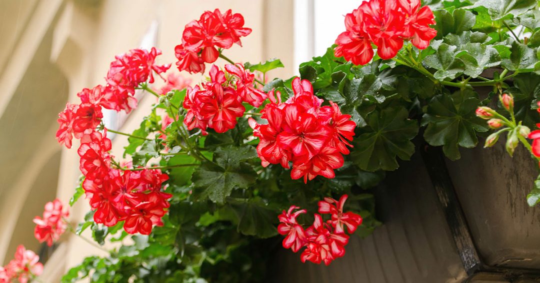 20 Best Indoor Plants for Any Space | Bouqs Blog