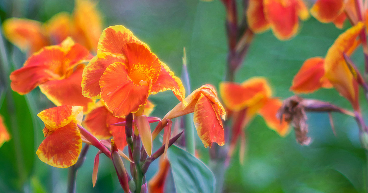 Best Summer Flowers for Any Home or Garden | Bouqs Blog