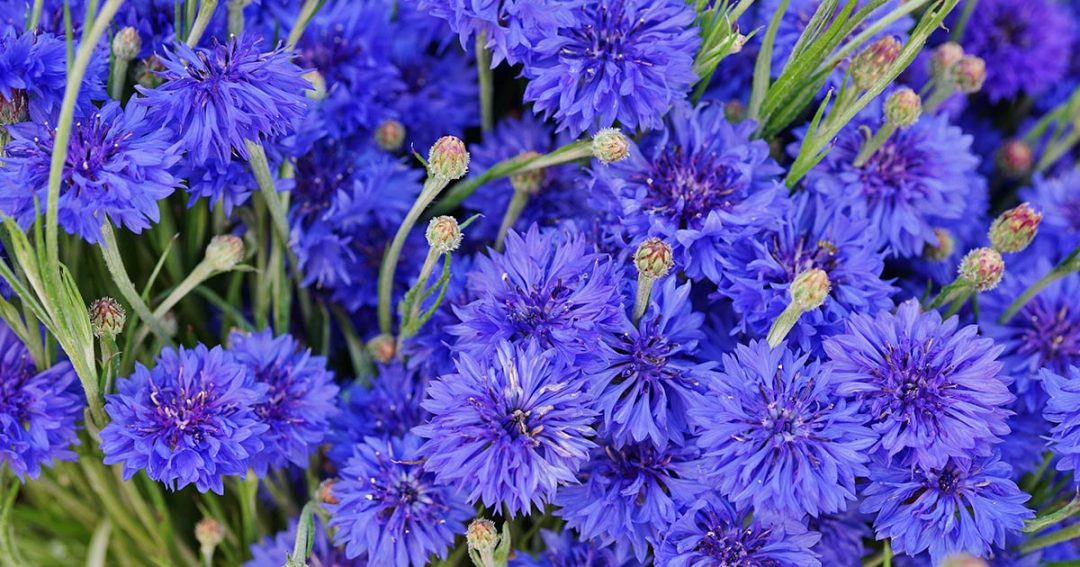 50+ Purple Flowers: Images, Information & More | Bouqs Blog