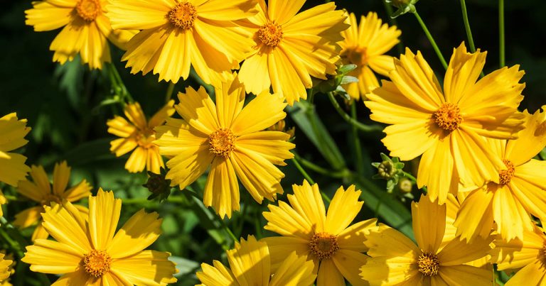 Top 40 Summer Flowers for the Garden or Home | Bouqs Blog