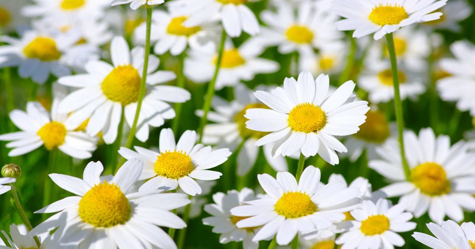 Top 40 Summer Flowers for the Garden or Home | Bouqs Blog