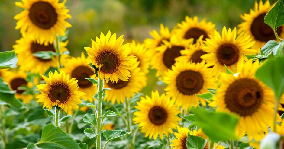 Top 40 Summer Flowers for the Garden or Home | Bouqs Blog