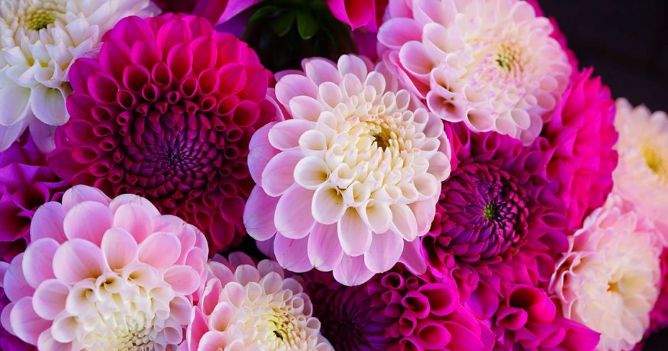 Top 40 Summer Flowers for the Garden or Home | Bouqs Blog