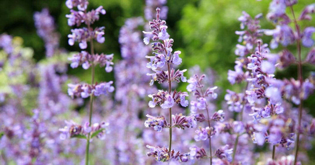 Best Summer Plants for Any Home or Garden | Bouqs Blog