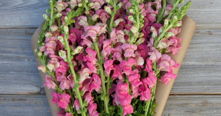 8 Fun Facts About Snapdragon Flowers | Bouqs Blog