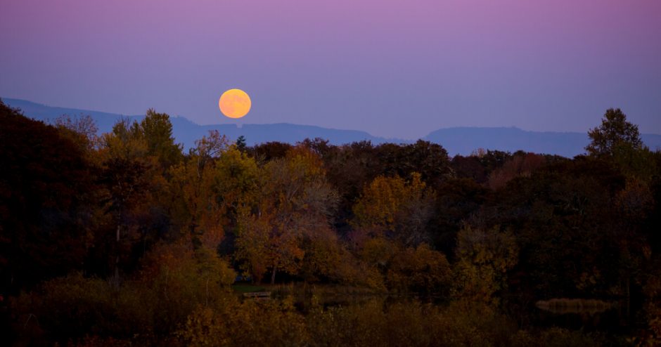 8 Signs that Fall is in Full Swing | Bouqs Blog