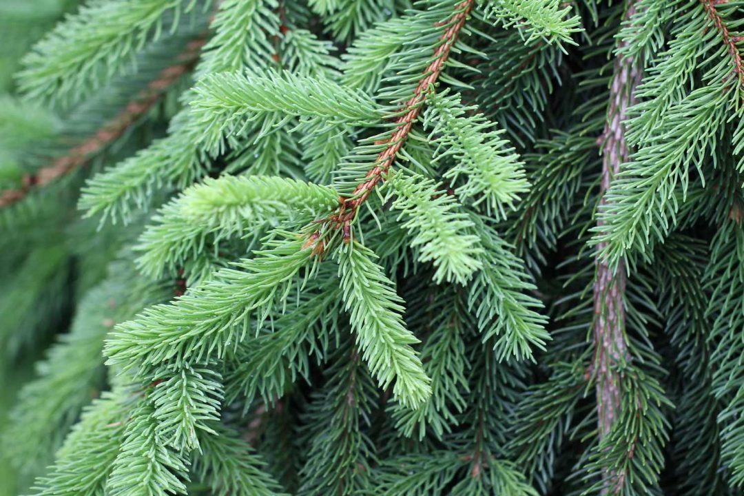 The 15 Best Types of Christmas Trees | Bouqs Blog