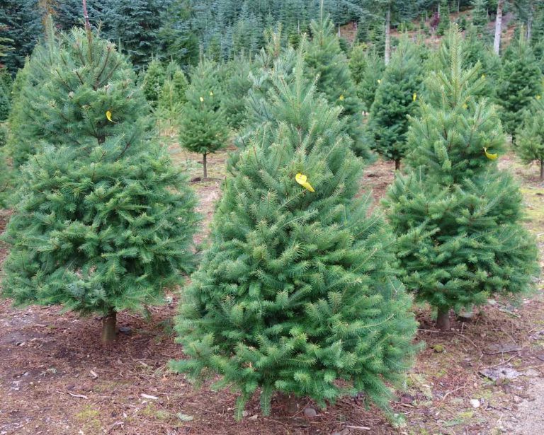 The 15 Best Types of Christmas Trees | Bouqs Blog