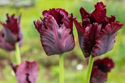 The Meaning and Symbolism of Tulips | Bouqs Blog