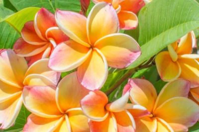 Baby Names Inspired by Flowers | Bouqs Blog