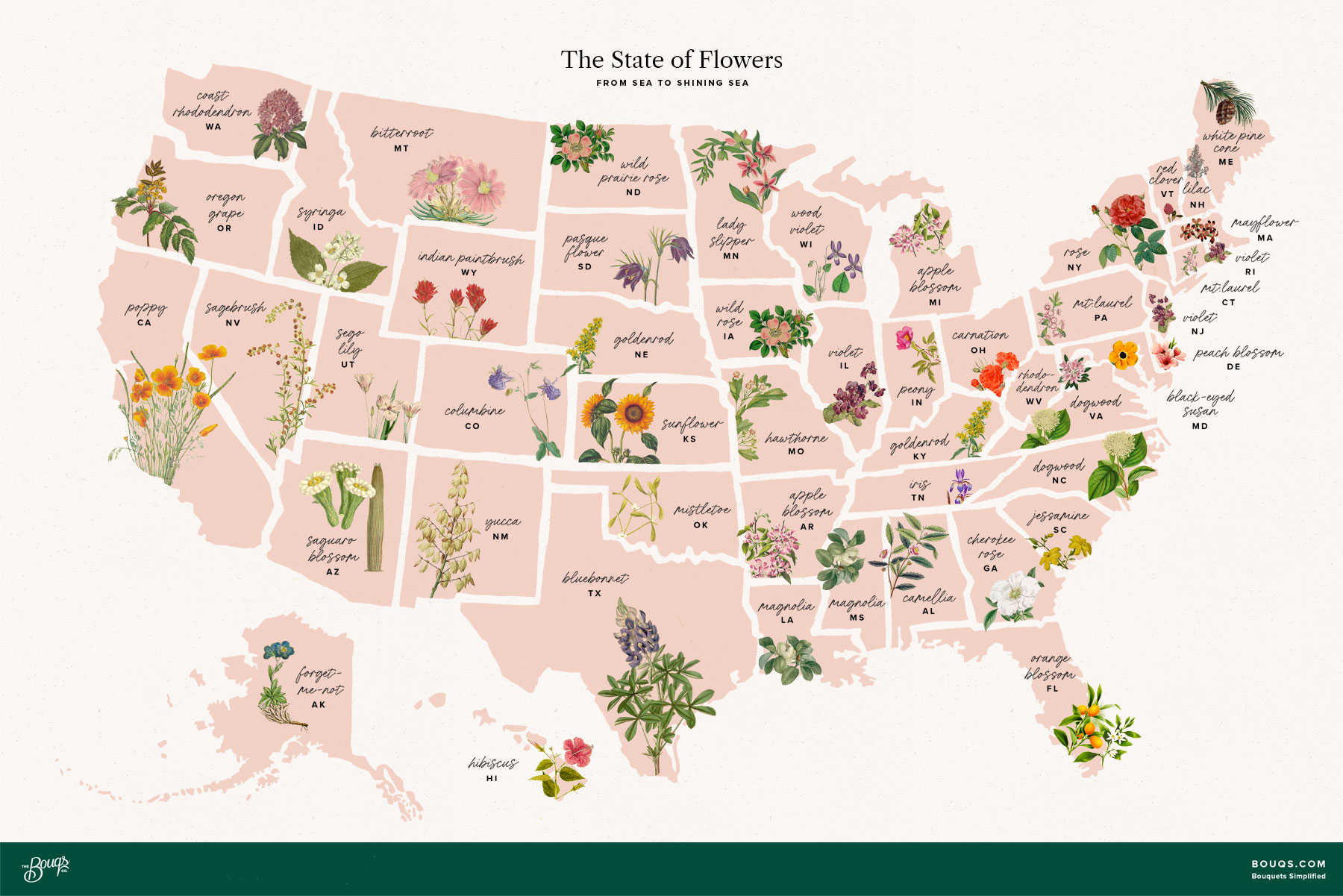 The Official 50 U S State Flowers List Bouqs Blog