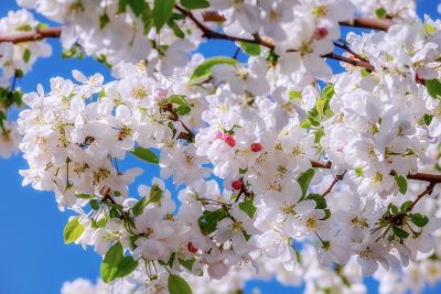 The 50 U.S. State Flowers List: Images & Info | Bouqs Blog