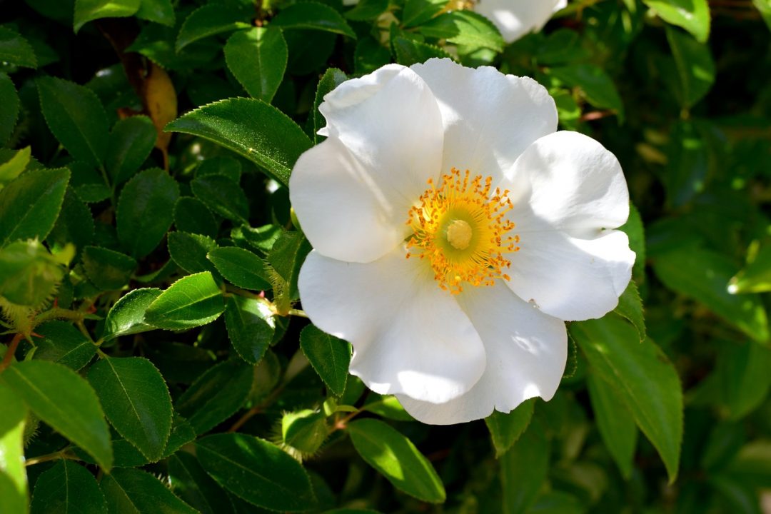 The 50 U.S. State Flowers List: Images & Info | Bouqs Blog