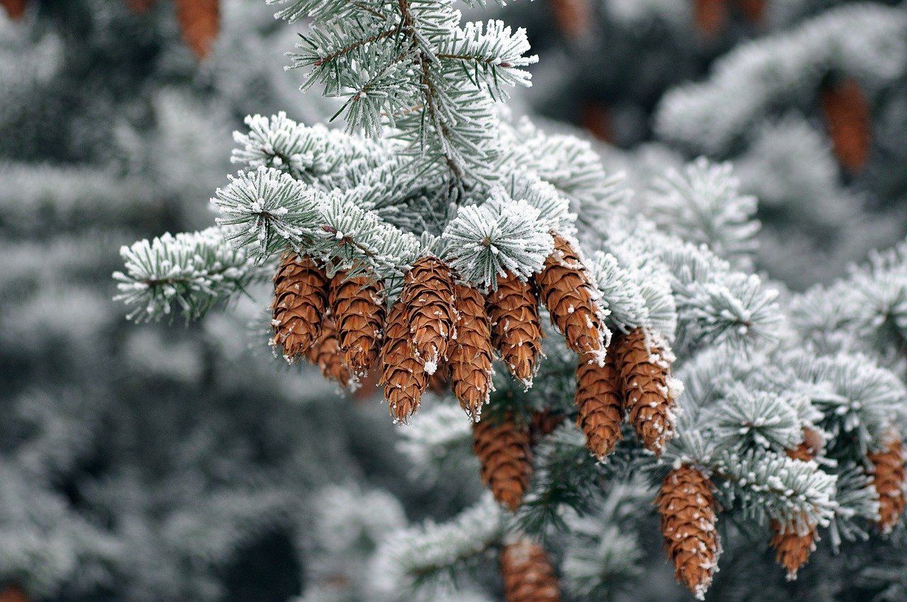 The 50 U.S. State Flowers List: Images & Info | Bouqs Blog